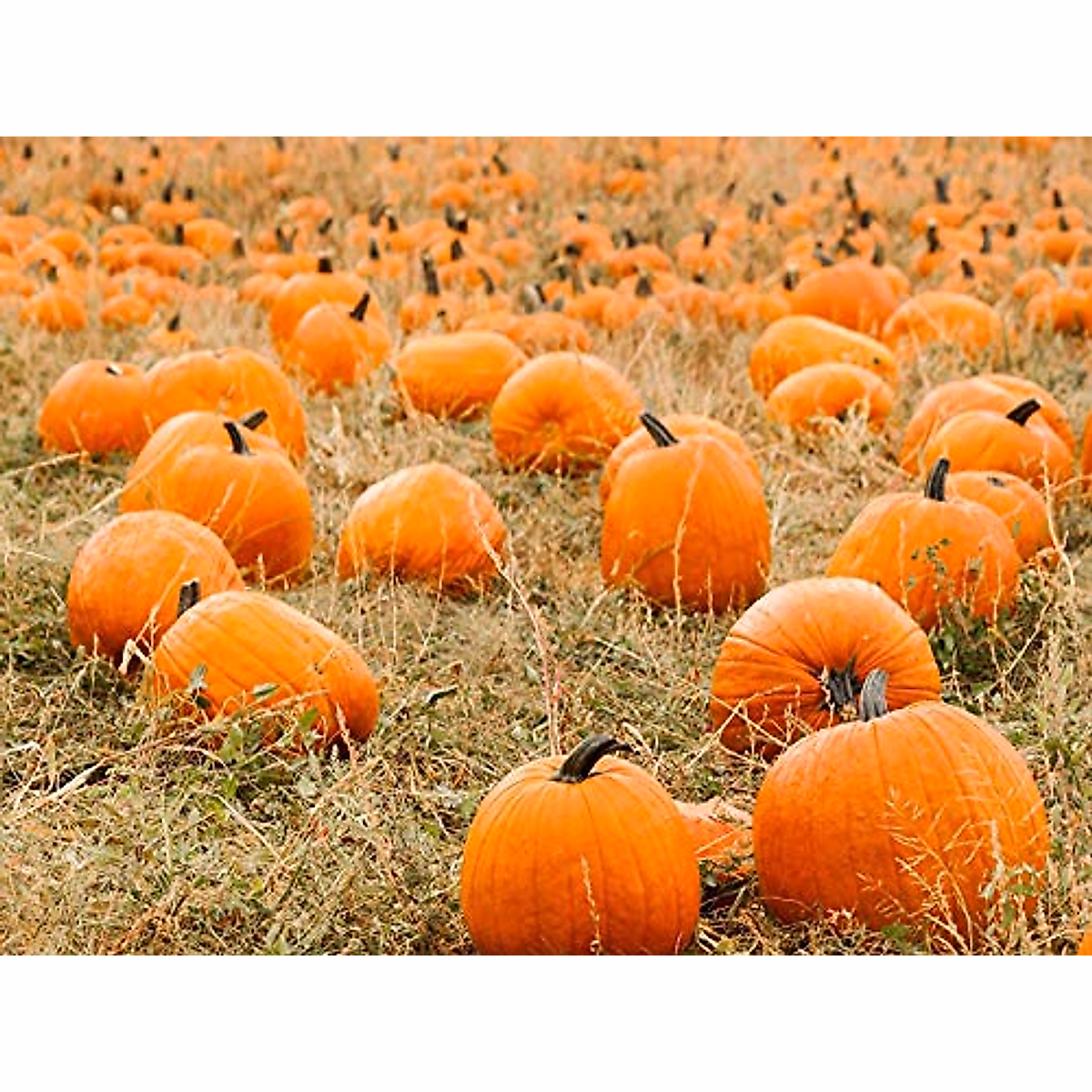 Gaea's Blessing Seeds - Pumpkin Seeds (4.0g) Jack O Lantern Non-GMO Seeds with Easy to Follow Planting Instructions - Heirloom 90% Germination Rate