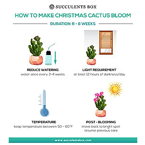 Christmas Cactus Thanksgiving Cactus (4-inch Plastic Pot) - Cactus Plants Live, Hand Selected, Rare Varieties for Gift or Home Decoration - Unique Collection of Live Cactus, Succulents, Indoor Plants