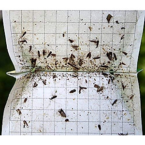 Codling Moth & Oriental Fruit Moth Trap (2 Pack, 8 Week)