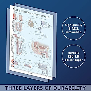Palace Learning Laminated Male Reproductive System Anatomical Chart - Male Anatomy Poster - 18" x 24"