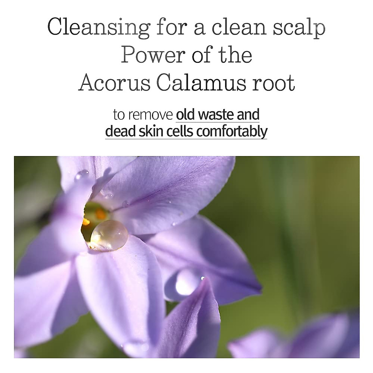 Pyunkang Yul Low pH Scalp Shampoo with Natural Surfactant & Acorus Calamus Root for Perfect Cleansing & Healthier Scalp, Moisturizing, Soothing & Calming, Therapeutic for Damaged Hair 16.9 Fl.oz