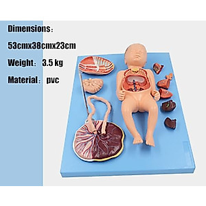 Neonatal visceral Anatomy Birth Baby Umbilical Cord Placenta Model fetal Blood Circulation Neonatal Abdominal Placenta Umbilical Cord Viscera 13 Parts