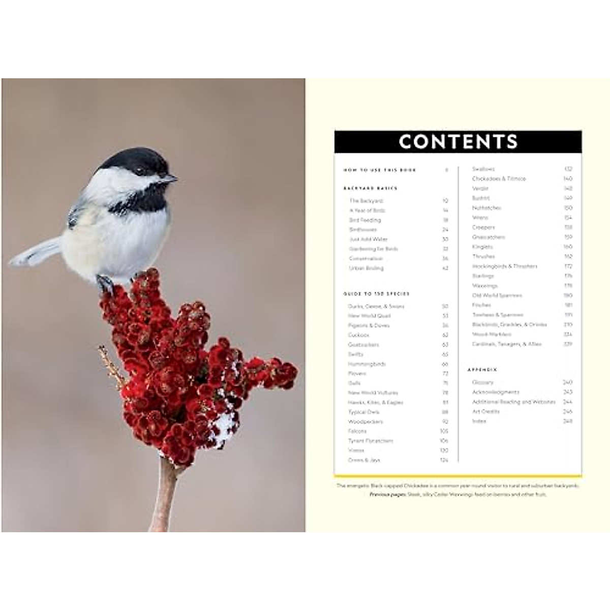 National Geographic Backyard Guide to the Birds of North America, 2nd Edition (National Geographic Backyard Guides)