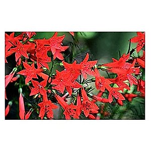 David's Garden Seeds Flower Native Texas Standing Cypress 3229 (Red) 100 Non-GMO, Heirloom Seeds