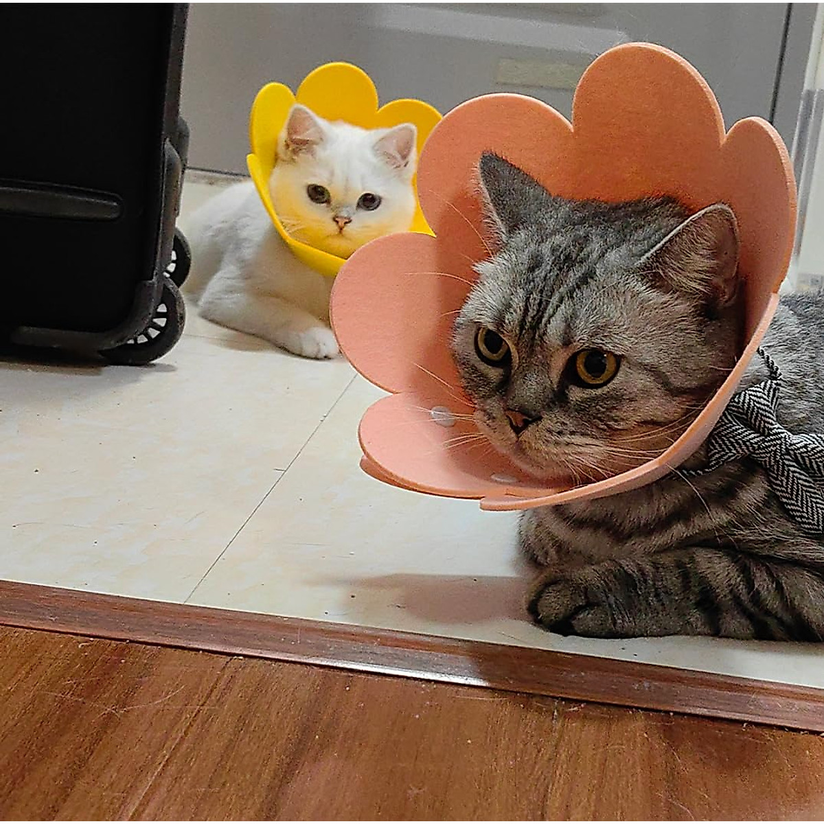 【4PCS】 Soft Cat Cone Collar,Adjustable Protective Collars for Pet Cat,Recovery cat E Collar, Anti-Bite Lick Wound Healing Soft cat Cones to Stop Licking cono para perro Cone for cat Cone Soft (M)