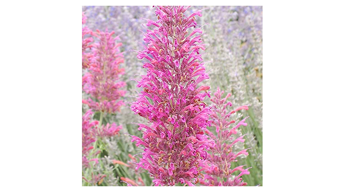 Hummingbird Mint Seeds Agastache Heather Queen Fragrant Deer & Drought ...