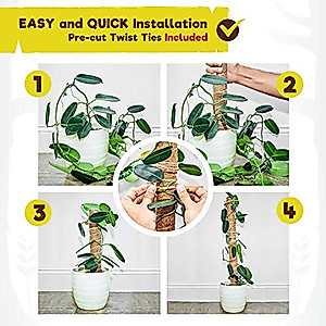 Totem Monkey Moss Pole for Plants Monstera - 47.8 Inch Coir Totem Plant Support - 4 x 15.7 Inch Coco Sticks for Climbing Indoor Potted Plants - 40 Paper Twist Ties - Train Creeper House Plants Grow