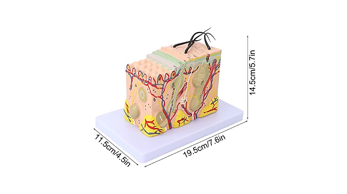 Skin Model 35X Enlarged Anatomical Skin Teaching Aid for Study and ...