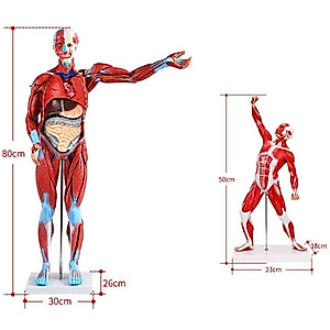 KINOFU Educational Model, Human Muscle Anatomical Model 80Cm Chest Human Internal Organs Anatomical Skeleton Model in Teaching to The Teaching Aids