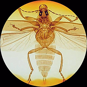 AmScope PS100E Basic Biology Prepared Slide Set for Student and Homeschool Use, Set of 100 Prepared Glass Slides (Set E), Includes Fitted Wooden Storage Box