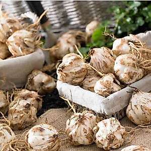 5 Stargazer Lily Bulbs for Planting Perennial, Lily Bulbs for Spring Planting, Lilies Flower Bulbs Outdoors Garden