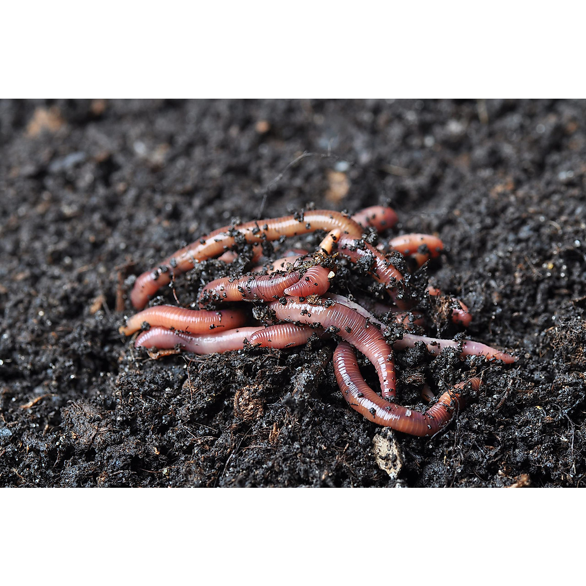 Brothers Worm Farm 1/2 Lb European Nightcrawlers Live Worms for Fishing & Composting (~150 Count). Larger Than Red Wigglers and Great Worms for Fishing, Composting, & Gardens