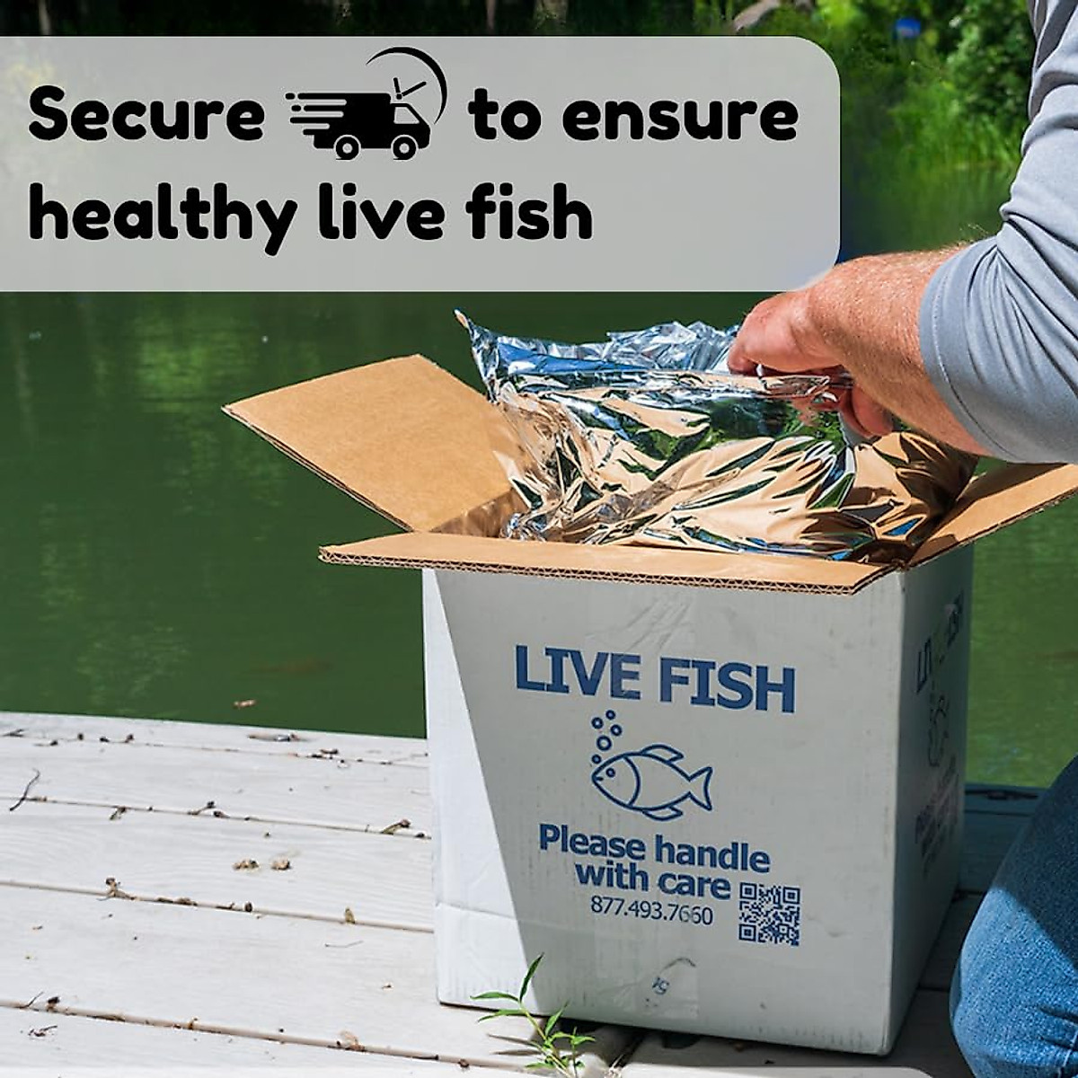 Cardinal Tetra Live Fish (8 Fish Pack) Small Size - Live Fish for Aquarium Exotic Freshwater Live Fish, Live Aquarium Fish, Live Fish, Live Freshwater Fish - Freshwater Fish Live Buy Live Fish