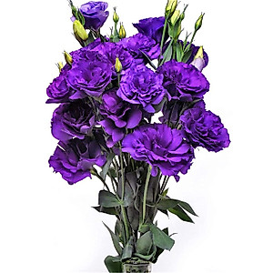 zellajake Rare Flower Seeds Purple Lisianthus Seeds 100Pcs Eustoma Fllower Seeds Plants Perennial Flowering Plants Balcony Potted Flowers Seeds