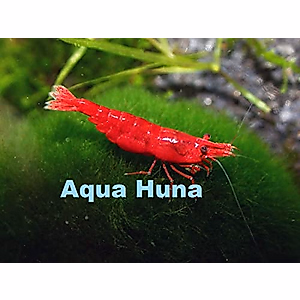 Aqua Huna Red Cherry Shrimp (Grade A) - 10 Pack