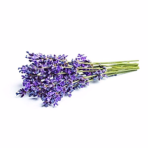 English "Vera" Lavender Seeds for Planting, 1000+ Seeds Per Packet, (Isla's Garden Seeds), Non GMO & Heirloom Seeds, Botanical Name: Lavandula angustifolia, Great Herb Garden Gift