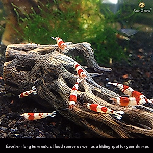 SunGrow Cholla Wood, 5” Climbing Logs, Chew Toy, Aquarium Fish, Snail & Shrimp Driftwood, Décor Adds Raw Beauty, 3 Pack