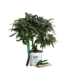 Proven Winners BUDPRC1446101 Pugster Amethyst Live Shrub 1 Gallon Purple