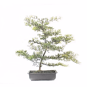 Indoorbonsaiandexotics Black Olive Bonsai Tree