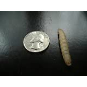 BITE ME WAXWORMS Wholesale 250 Live Waxworms/Bee Moths Wholesale Best Bait for Fishing, Reptile Food, Zoos and Rehabs