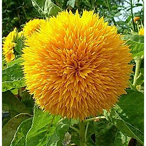 RattleFree Sunflower Seeds for Planting | Heirloom & Non-GMO | 50 Teddy Bear Sunflower Seeds to Plant in Home Gardens | Full Planting Instructions on Each Planting Packet