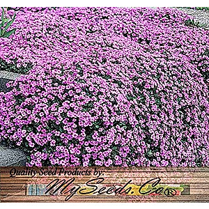 BIG PACK - (60,000+) Alyssum Royal Carpet Seeds - Fragrant Lobularia maritima - Attracts Honey Bees, Butterfly - Ground Cover for Zones 3+ Flower Seeds By MySeeds.Co (Big Pack - Alyssum Royal Carpet)
