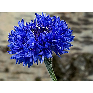 200 Dwarf Bachelor Button Seeds for Planting - Heirloom Non-GMO USA Grown Cornflower Seeds for Planting - Centaurea Cyanus Blue Flowers by RDR Seeds
