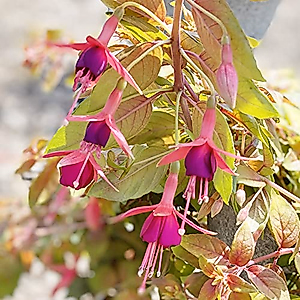 Mixed Fuchsia Seeds Tropical Plant Attracts Hummingbirds GMO Free Bed Border Hanging Baskets Potted Indoor Outdoor 50Pcs Flower Seeds by YEGAOL Garden
