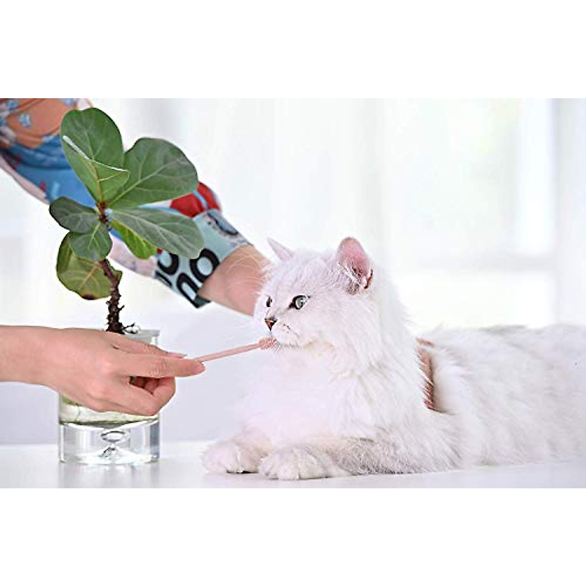 Soft Cat Toothbrush with 360-degree Head | Safe, Effective and Deep Pet Teeth Cleaning | Brush Away Bad Breath | Food Grade Silicone (2 Pack, Mint Green, Rose Pink)