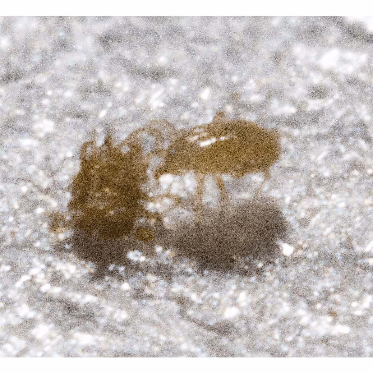 Natures Good Guys - Amblyseius swirskii (10,000 Mites per Bottle)