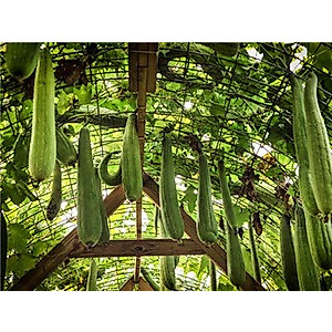 Gaea's Blessing Seeds - Luffa Gourd Seeds - Non-GMO - with Easy to Follow Planting Instructions - Heirloom Sponge Loofah Muop Huong 93% Germination Rate