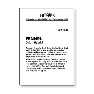 Burpee Orion Hybrid Fennel Seeds 100 seeds