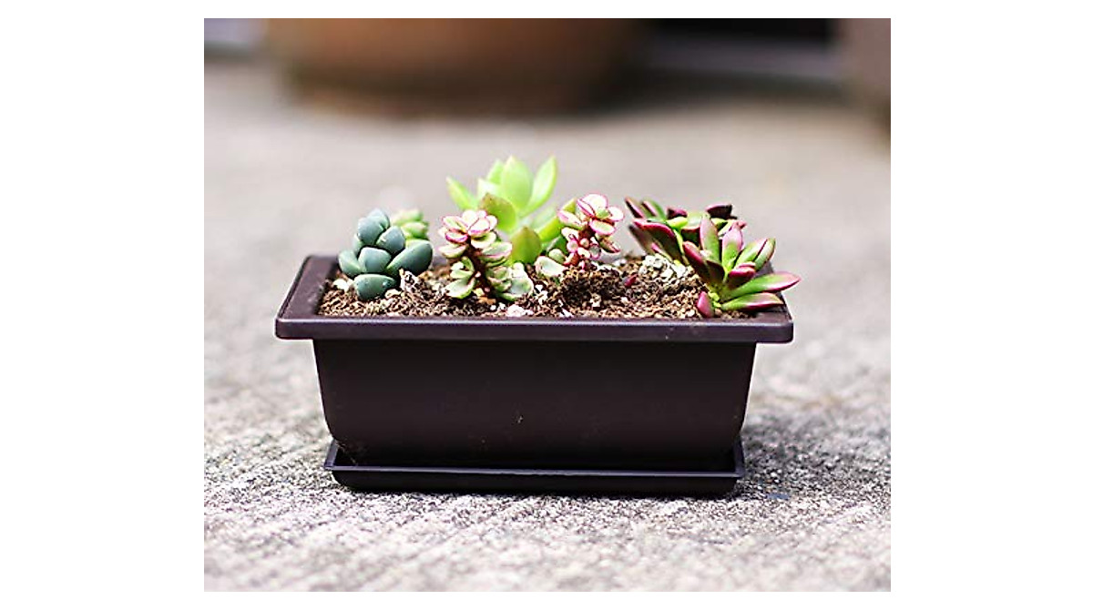 Yesland 24 Pcs Bonsai Training Pots of 6-1/2 Inch - Classic Deep ...