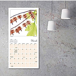 2021 Flower Spirits Radiographs of Nature by Steven N. Meyers 16-Month Wall Calendar