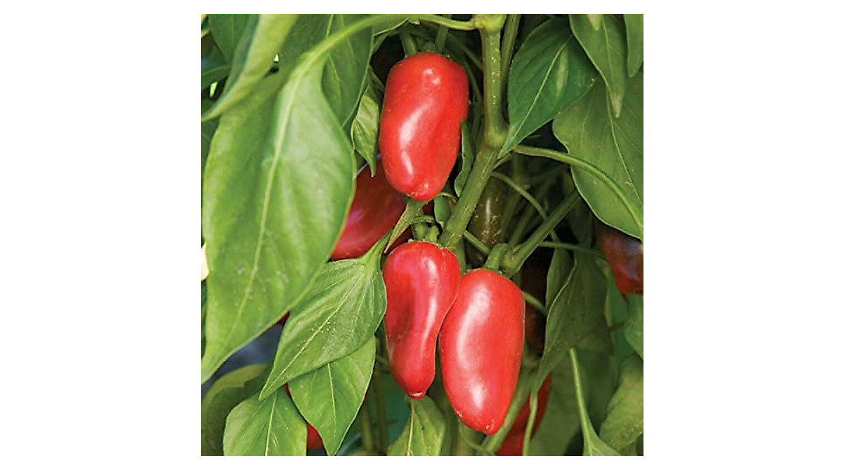 Grow Colorful Lunchbox Sweet Peppers - Easy Container Garden