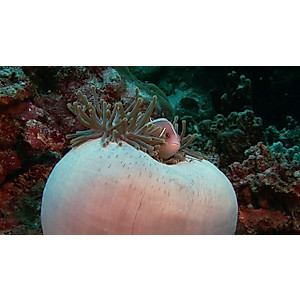 Underwater DVD- The Living Ocean - Relaxing Scenes of the Underwater World