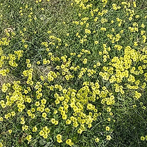 QAUZUY GARDEN Great Yellow Wood Sorrel Oxalis Stricta Sourgrass 50+ Seeds Non GMO Seeds Edible Plant to Plant Home Garden Easy to GrowFast-Growing