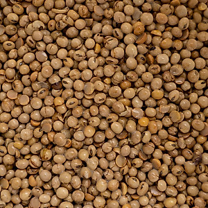 Backwoods Attraction Flamekissed Soybeans - Wildlife Attractant - 50 Pound Bag