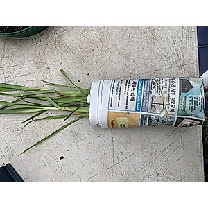 Lemongrass Rootstalk (Cymbopogon Citratus) 2 Live Plants