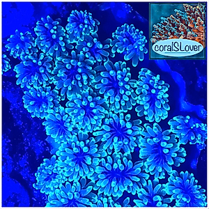 coralSLover Live Saltwater Coral Frag - Neon Green Galaxea Short Tentacles