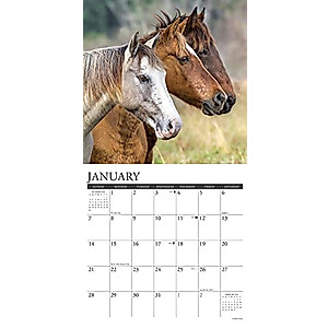 Willow Creek Press Wild Horses Monthly 2024 Wall Calendar (12" x 12")