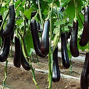 RAISE ME UP: Seeds Black Eggplant Long Pop Non GMO Heirloom