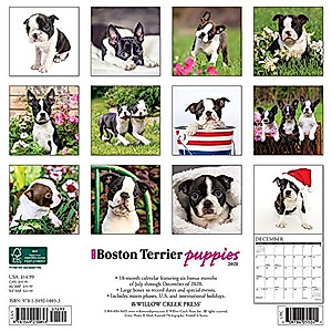 Just Boston Terrier Puppies 2021 Wall Calendar (Dog Breed Calendar)