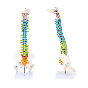 MIIRR Mini Color Spine Anatomy Model, 16.5" Human Spine Model with Spinal Nerves, Intervertebral Discs, Pelvis Model, Great for Learning, Teaching, Displaying