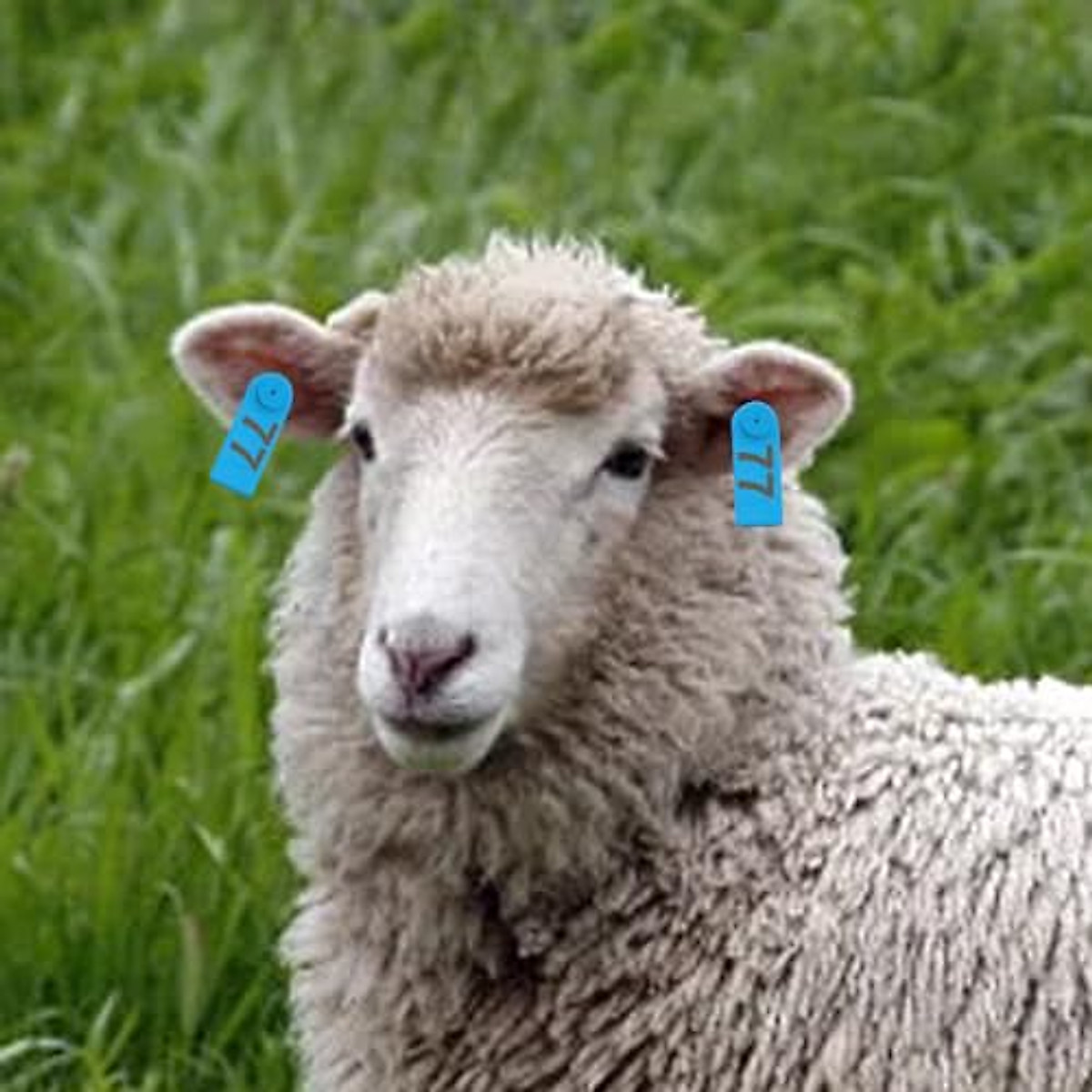 Sheep Ear Tag Marker Applicator - Convenient Livestock Tool