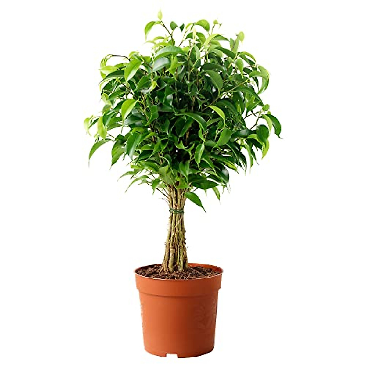 Ficus Benjamina Bonsai Weeping Fig Tree Benjamin Fig Ficus Tree Java Fig Chinese Banyan 20+ Seeds for Planting