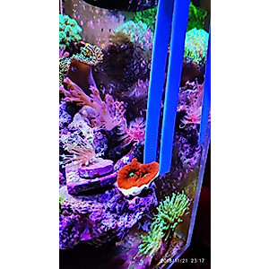 Aquarium Choice Coral Feeder Long Syringe Reef Feeder SPS HPS Marine Reef Coral Feeder Tool Fish Excreta Cleaner (11.8 inch Coral Tweezers Never Rust)