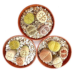 Pack of 8 Live Exotic Lithops Plant Medium Size 2 Years Old Rare Living Stone Seedling Perfect Terrarium Addition