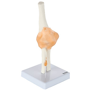 Axis Scientific Flexible Elbow Model, Life-Size Flexible Elbow Joint with Realistic and Soft Ligament Anatomy, Includes Base for Display and Interaction, Detailed Product Manual