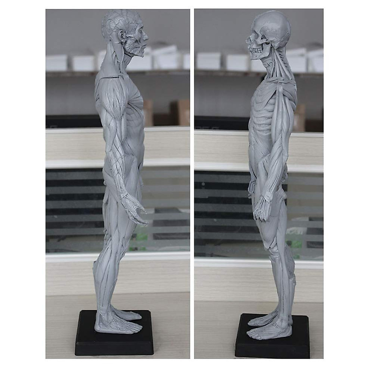 Male&Female Human Anatomy Figure Anatomical Skull Head Body Muscle Bone and Skin Model Lab Supplies, Anatomical Reference for Artists,60cm